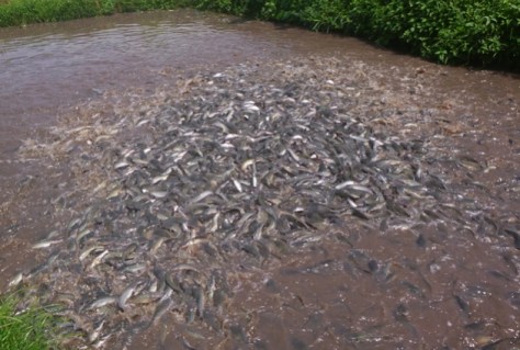 Oleh-oleh Khas Boyolali Solo: Marning, Karak Jadah Panggang, Dodol Susu ...