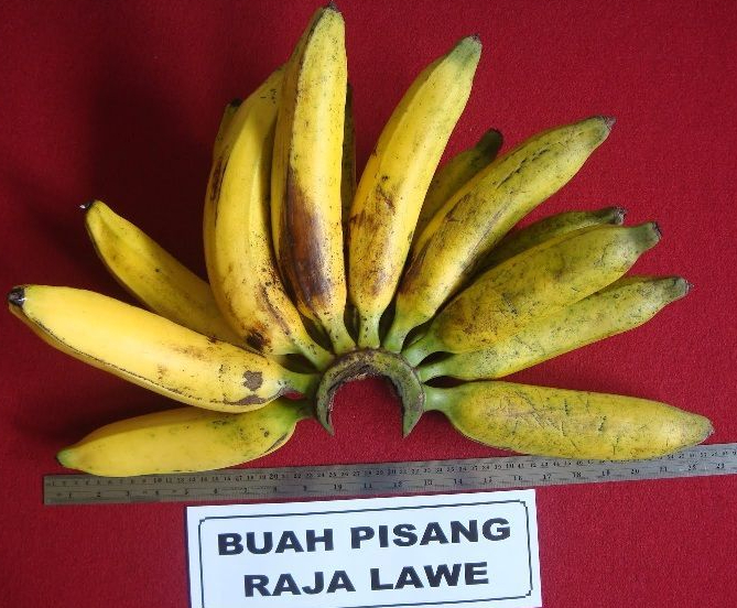 Jenis-Jenis Buah Pisang, si Buah Surga Kaya Manfaat | Kissparry | Halaman 2