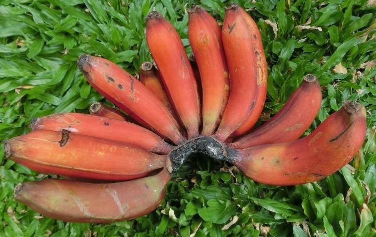 Jenis-Jenis Buah Pisang, si Buah Surga Kaya Manfaat | Kissparry | Halaman 2