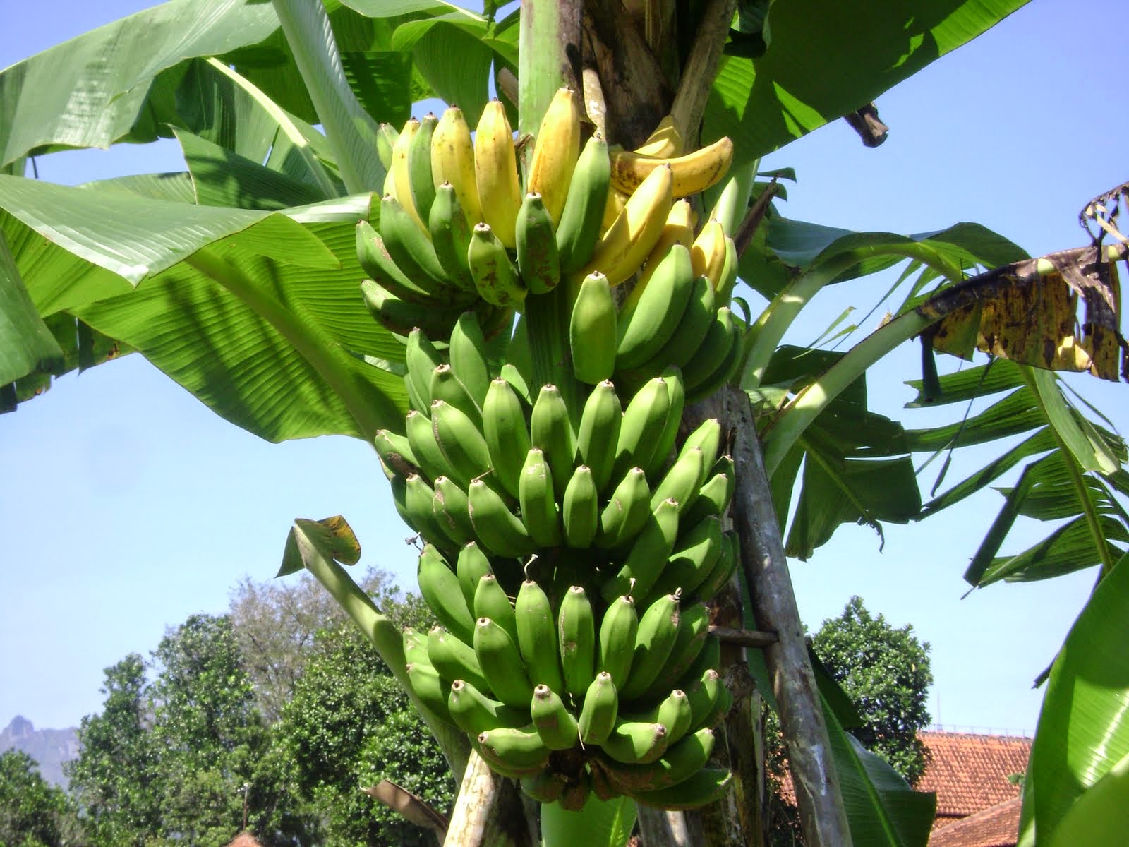 Buah Pisang, Buah Surga yang Kaya Manfaat dari Bonggol hingga Buah dan ...