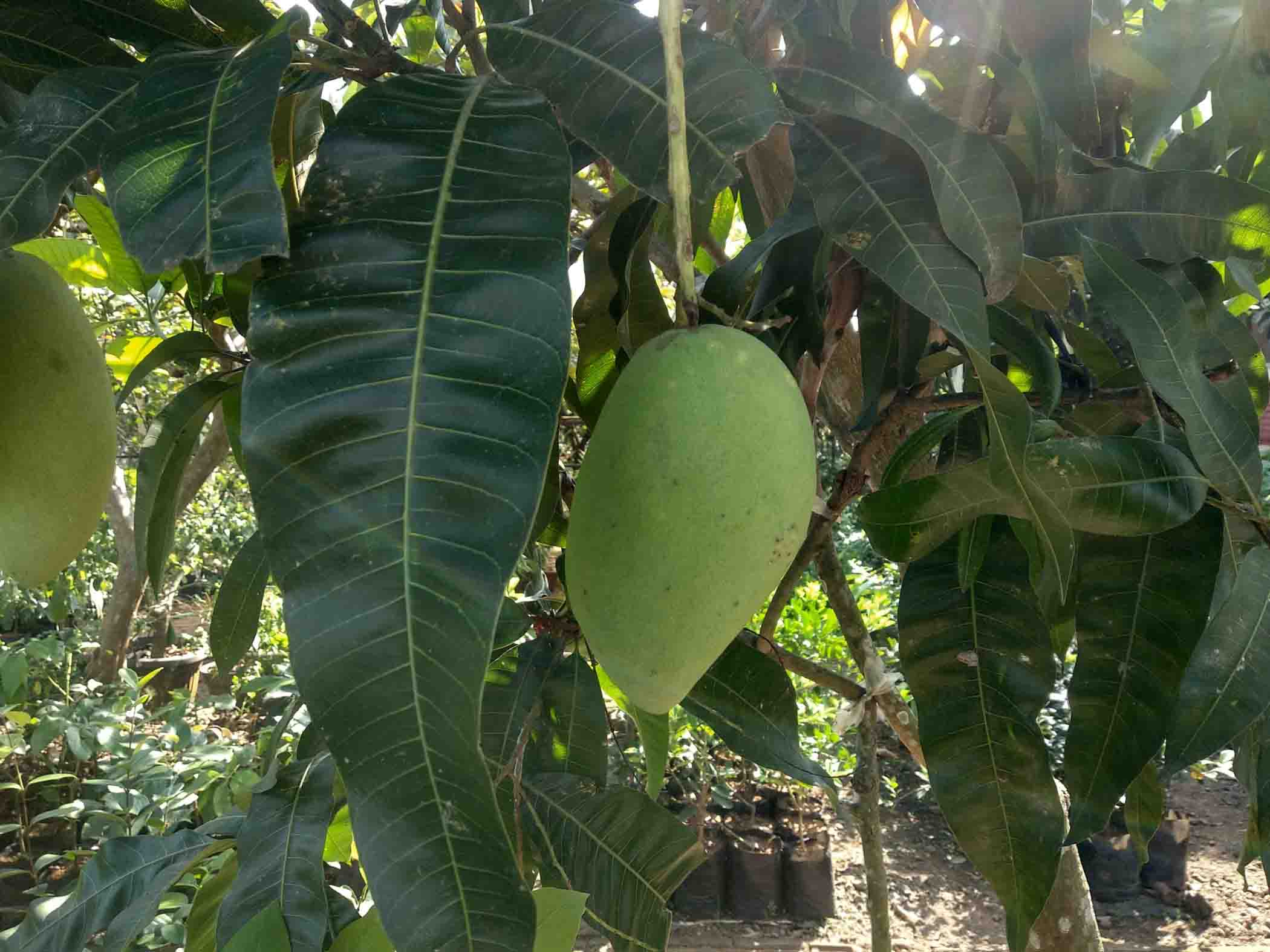 Agro Cepoko Gunungpati Semarang, Petik Buah, Tersedia Bibit Tanaman ...