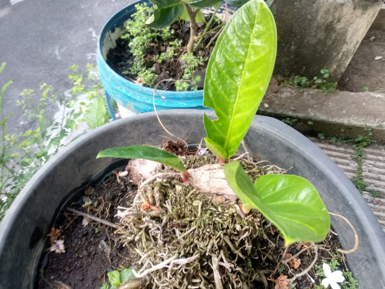 Cara Pembiakan Tanaman Bunga Jemani dengan Split, Memotong Akar | Kissparry