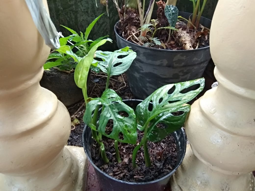 Berkebun Bunga dengan Media Tanam Pot Bunga Sederhana yang Mudah ...