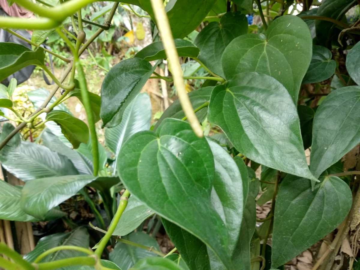 Suruh ( Sirih ) Temurose (Temu Rose) Seperti Apa, Dimana Menemukannya ...