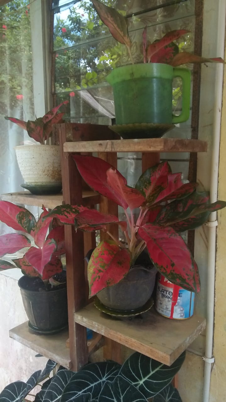 Koleksi 15 Macam Keladi (Caladium) Membuat Asri Rumah Banyak Manfaat | Kissparry