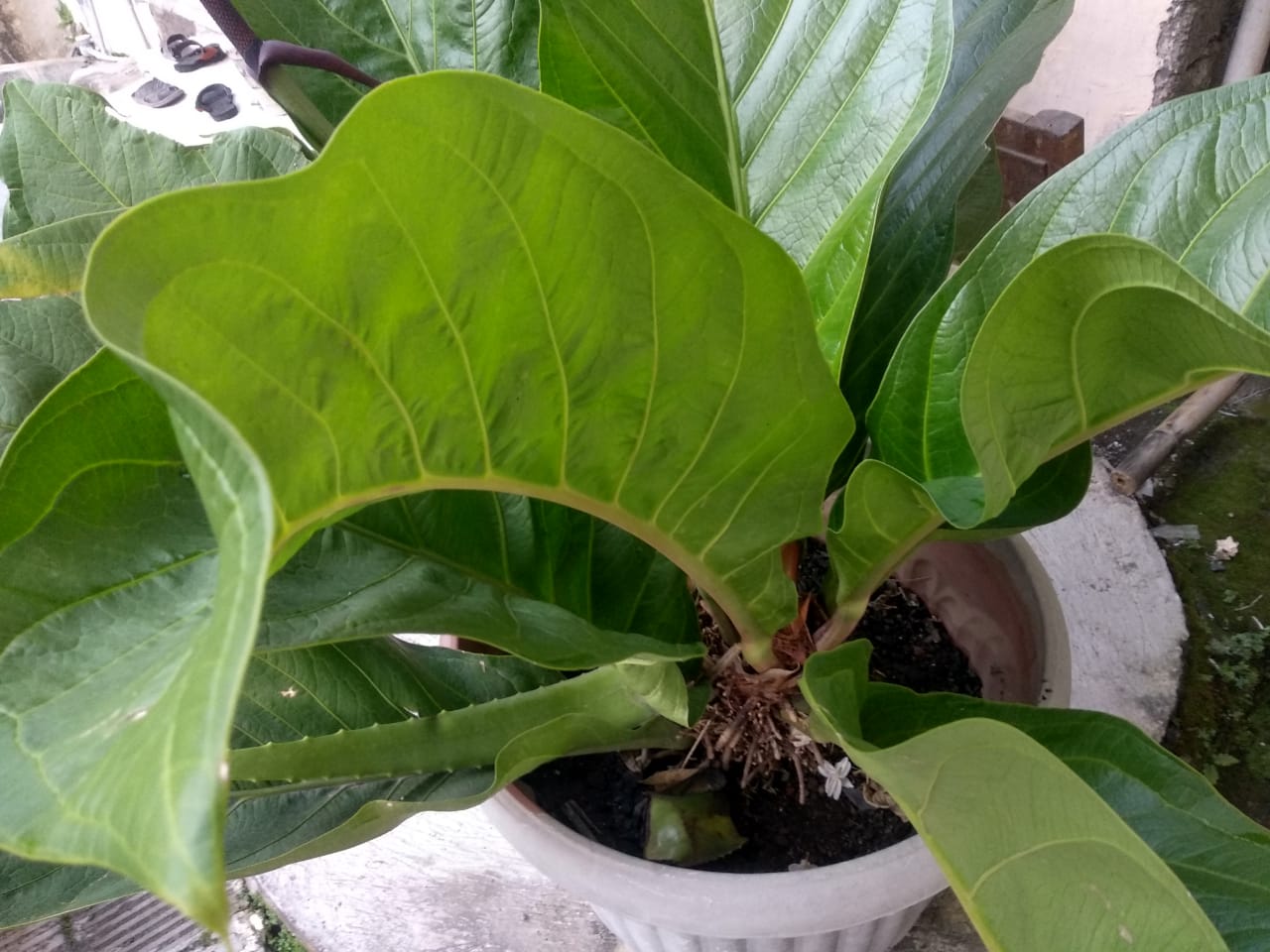 Mengembangkan Bunga Jemani di Hari Menanam Pohon Indonesia (2022 ...